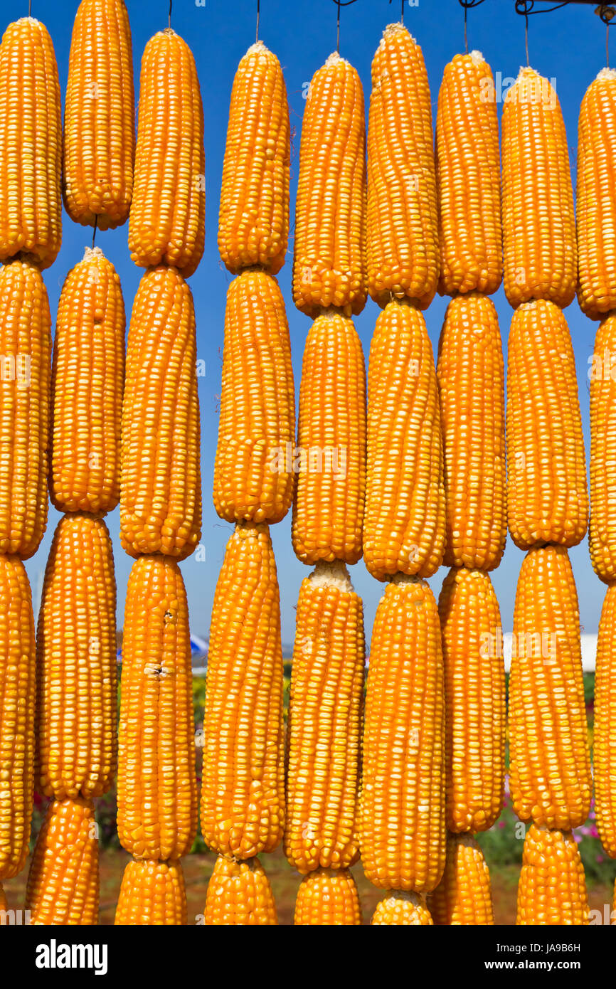 food, aliment, health, detail, sweet, closeup, green, agriculture ...