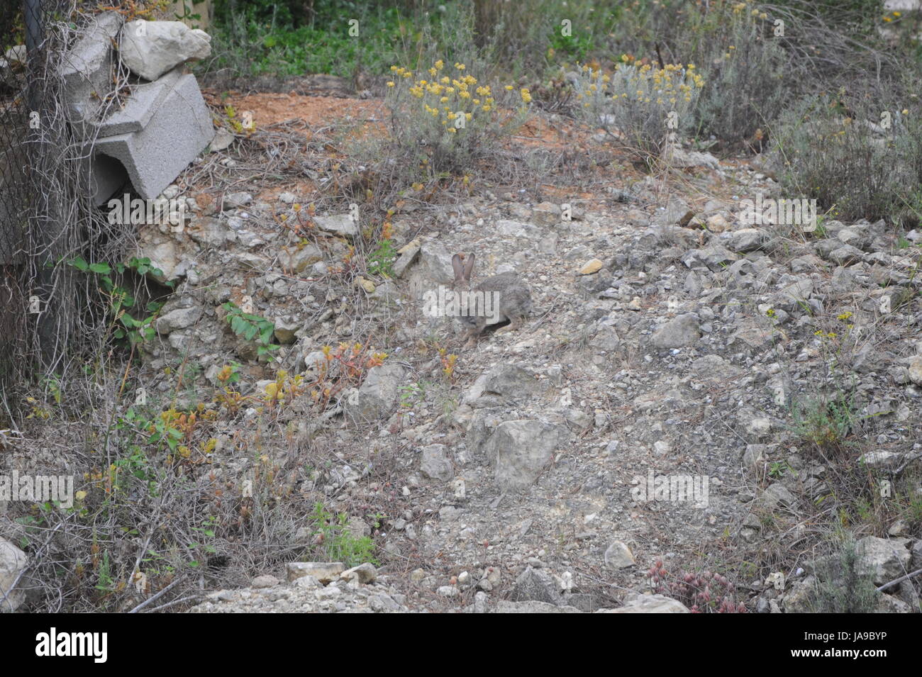 fodder, field, watchful, hare, fodder, field, watchful, hare, invisible ...