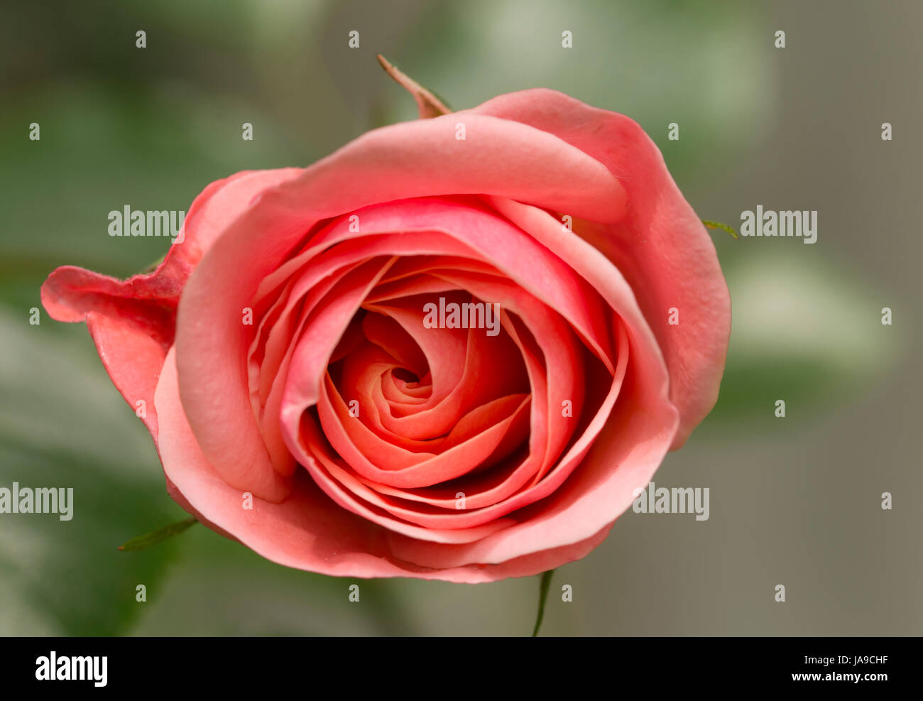 New Red Rose Stock Photo - Alamy