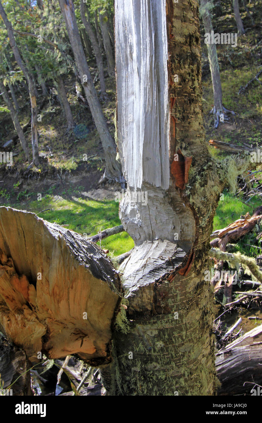 Tree damaged by beavers, Castor valley, Tierra Del Fuego, Chile Stock ...