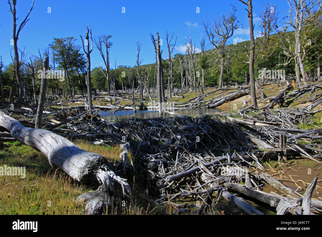 Beaver dam, Tierra Del Fuego, Chile Stock Photo - Alamy