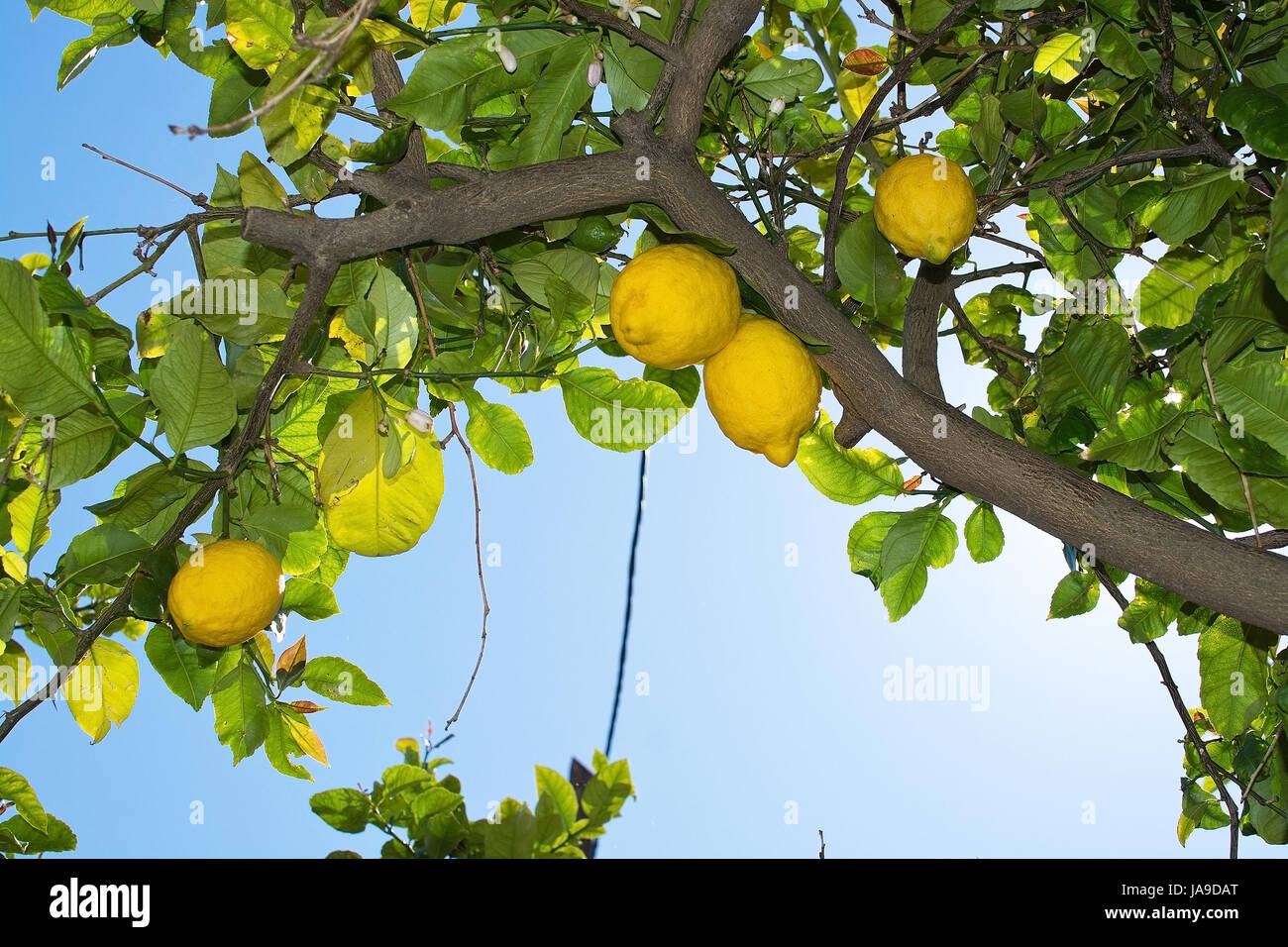 Fresh ripening lemons and flowers in lemon tree in Majorca, Balearic ...