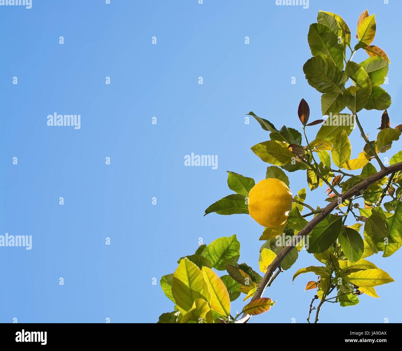 Lemon tree flowers and fruit hi-res stock photography and images - Alamy