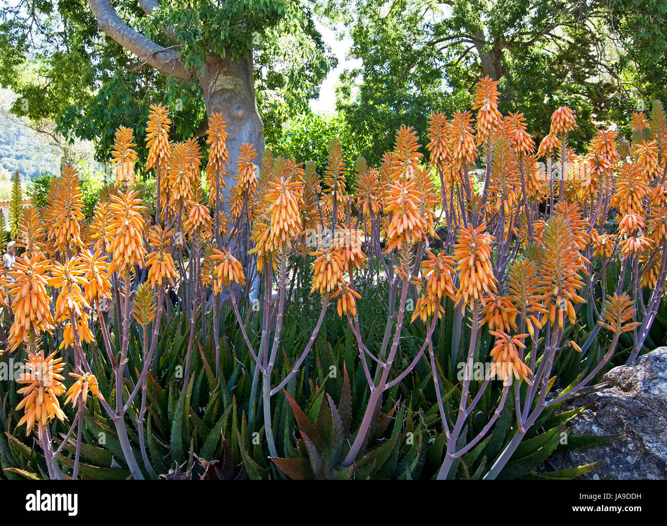 Orange aloe vera flowers in Mallorca, Spain Stock Photo - Alamy
