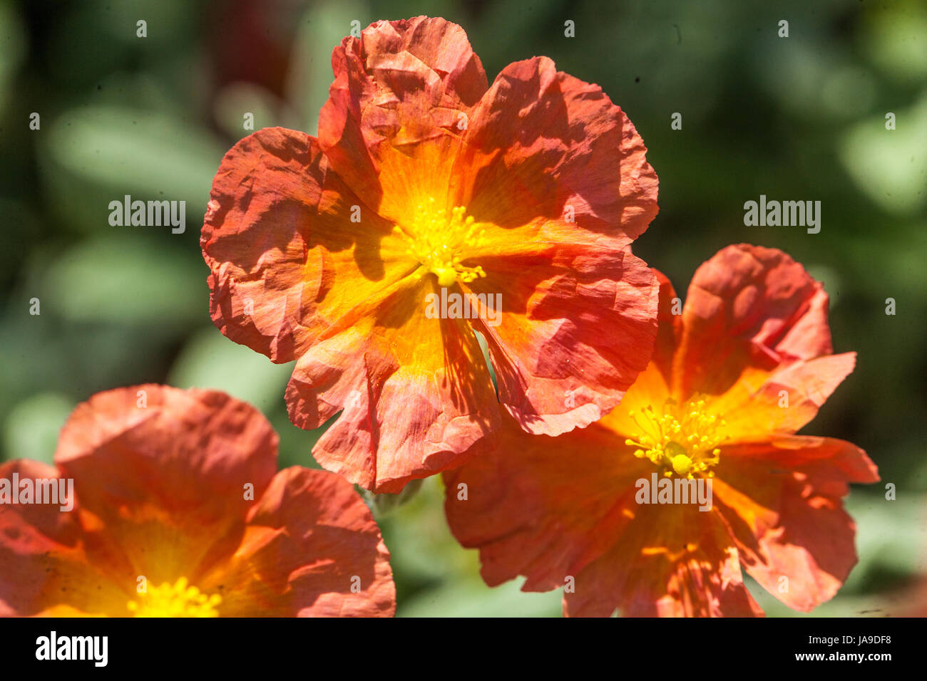 Dragon flower hi-res stock photography and images - Alamy