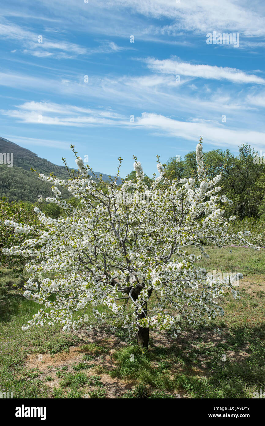 indicate, show, tree, trees, park, bloom, blossom, flourish ...