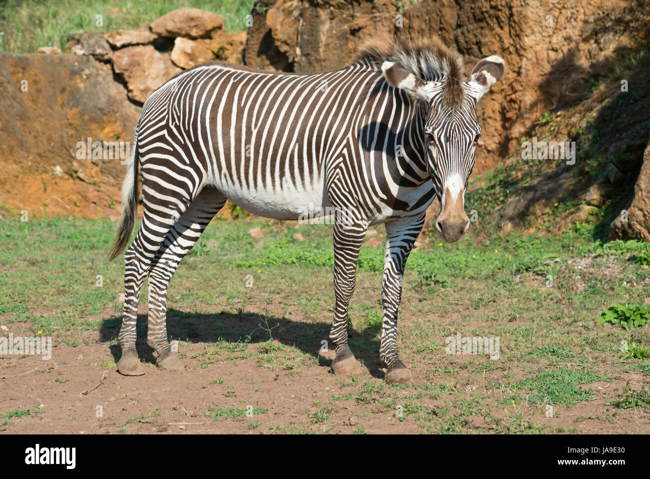 environment, enviroment, horse, animal, mammal, fauna, wild, africa ...