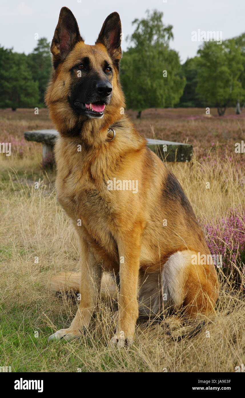 Haustierfoto hi-res stock photography and images - Alamy