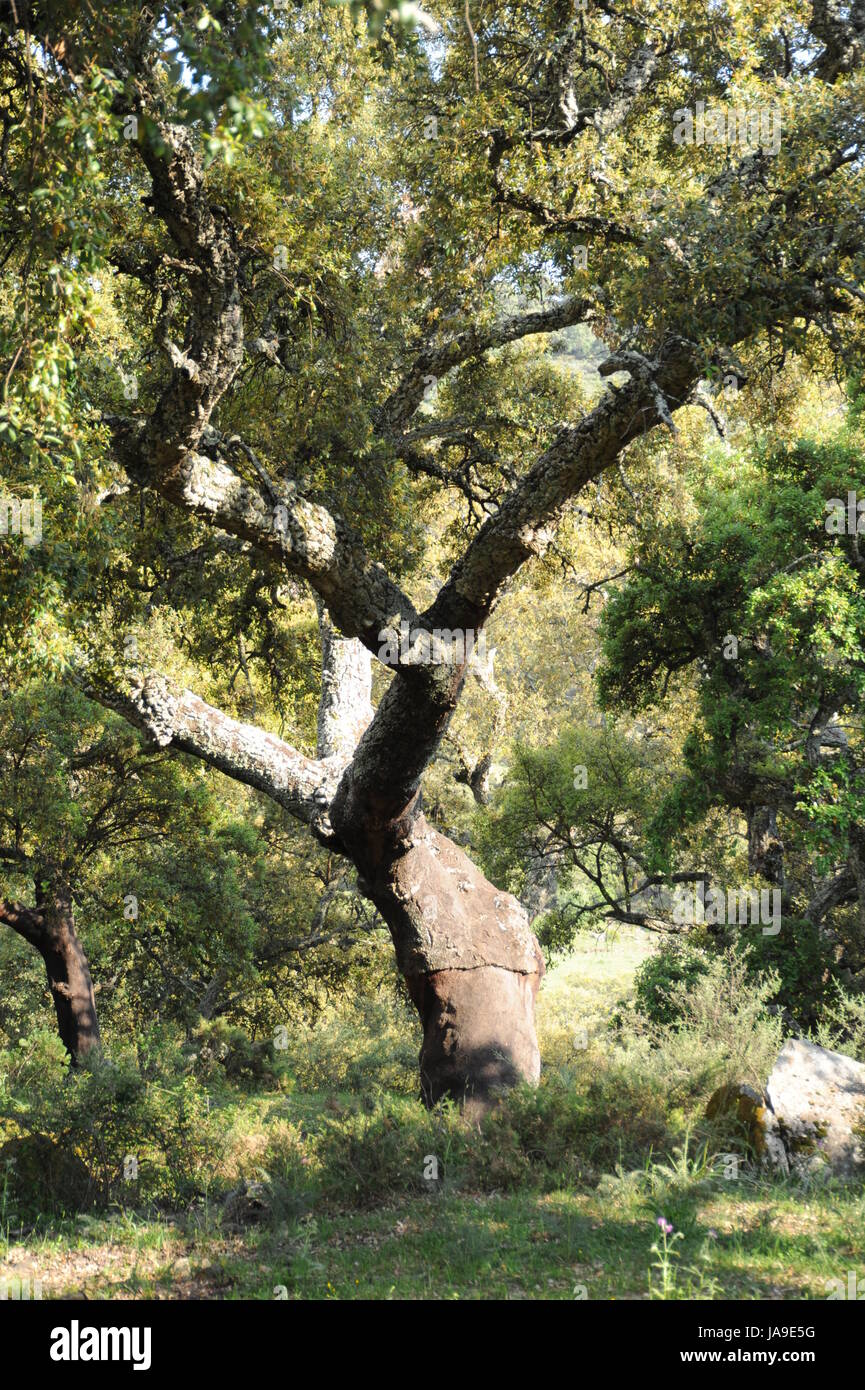 spain - cork oak Stock Photo - Alamy