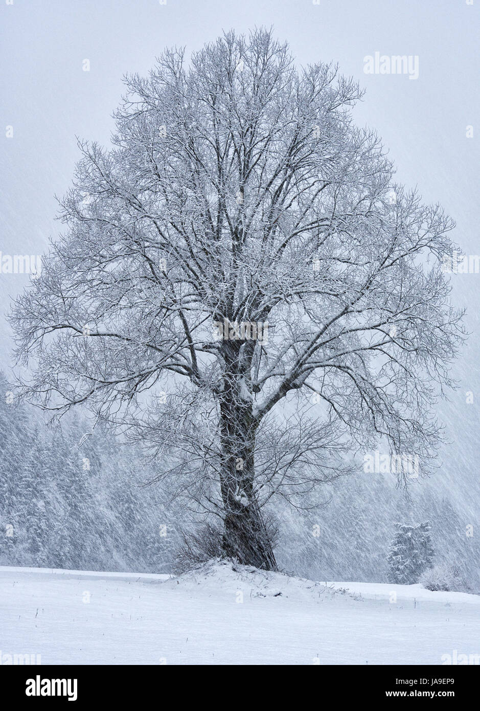 Single tree in snow storm Stock Photo - Alamy