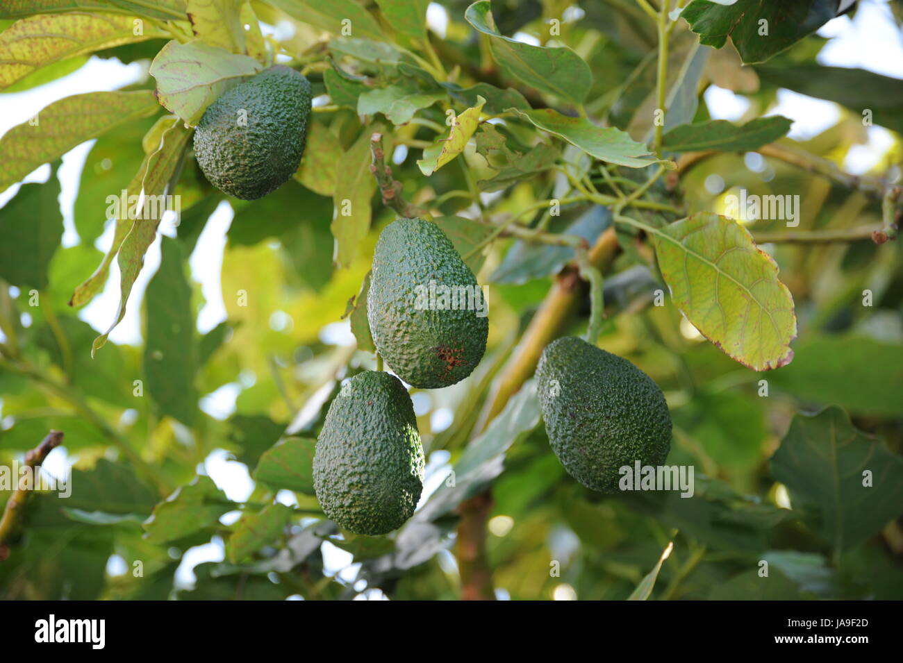 tree, green, ripe, thick, wide, fat, hoarfrost, healthy, tree, green ...