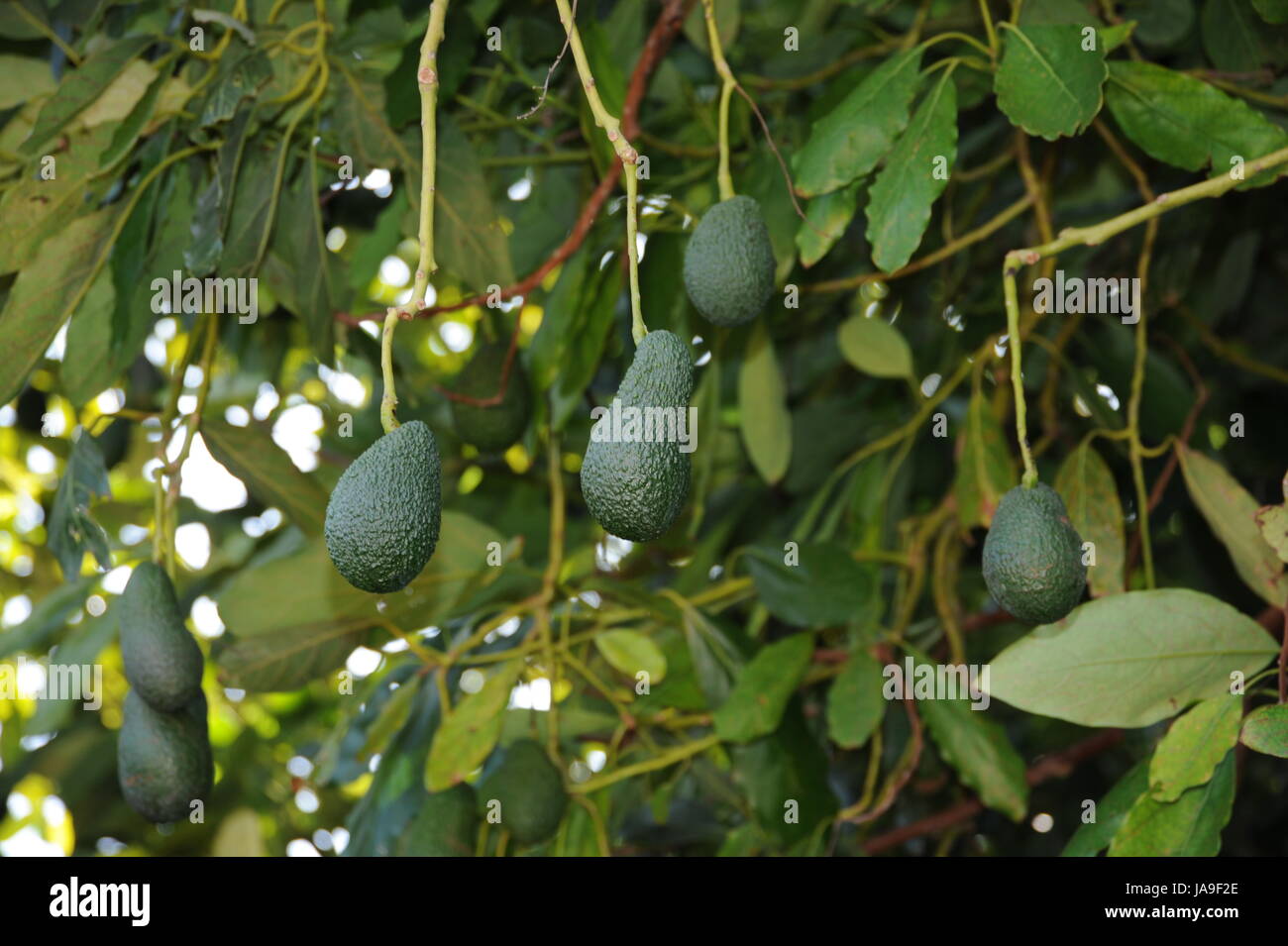 tree, green, ripe, thick, wide, fat, hoarfrost, healthy, tree, green ...