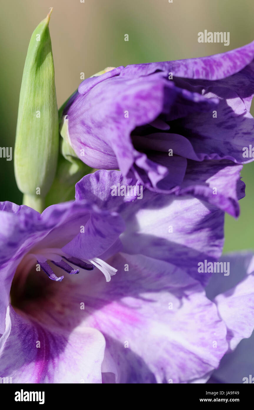 flower, plant, bloom, blossom, flourish, flourishing, flowers, blossoms ...