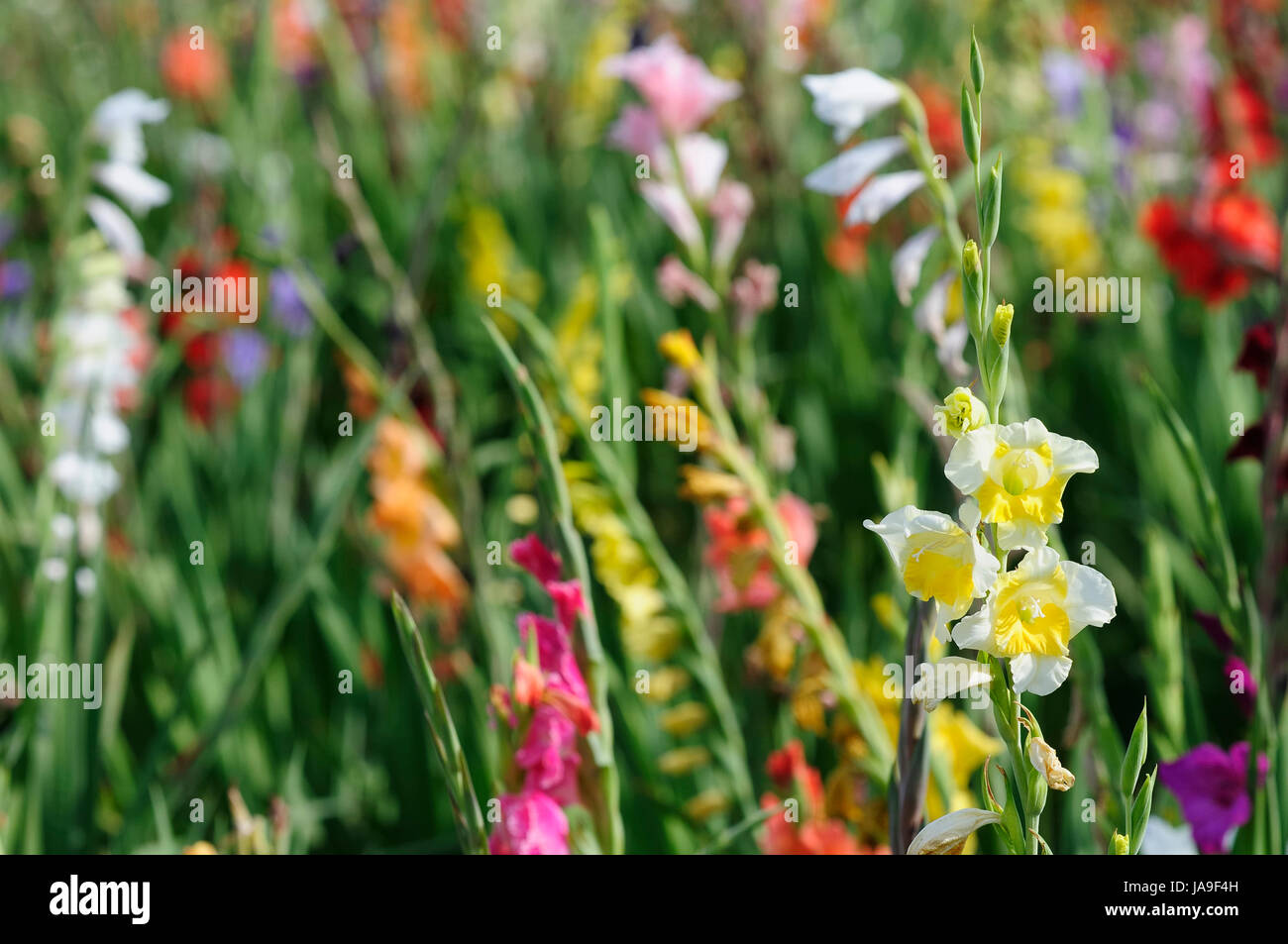 flower, plant, bloom, blossom, flourish, flourishing, flowers, blossoms ...