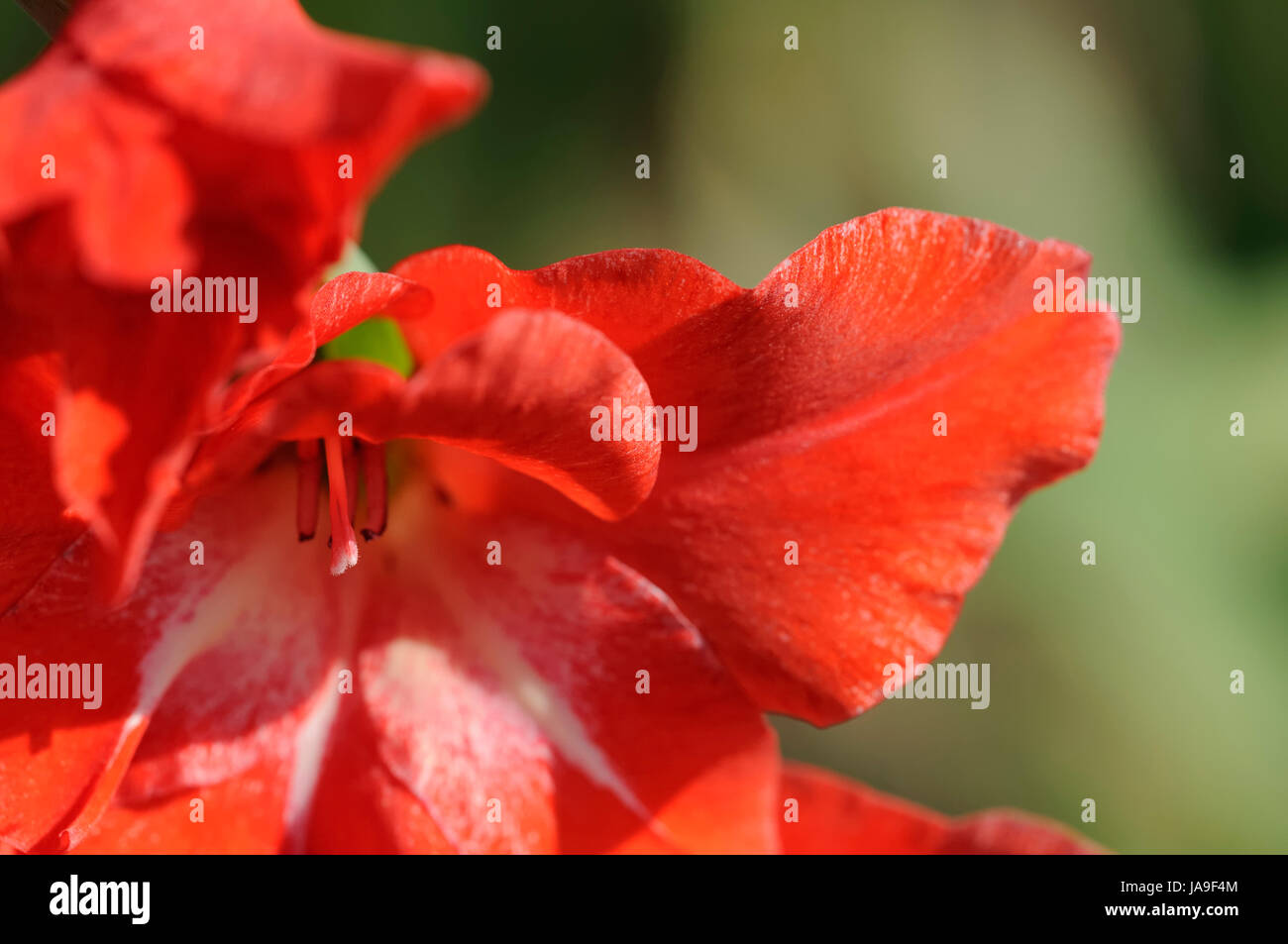 flower, plant, bloom, blossom, flourish, flourishing, flowers, blossoms ...