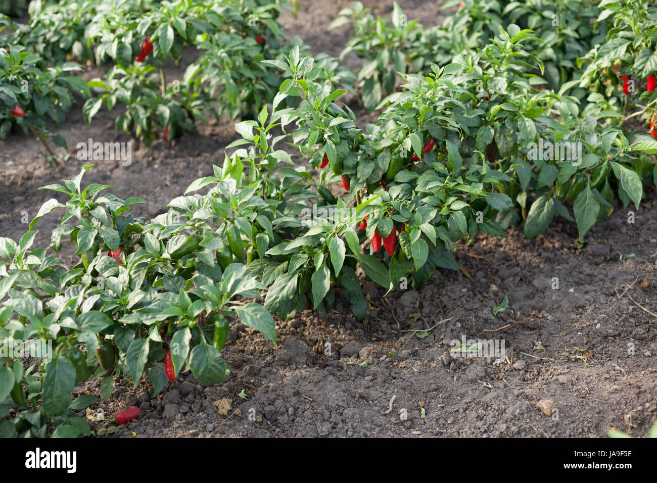 spice, agriculture, farming, field, vegetable, chilli, chili, plant ...