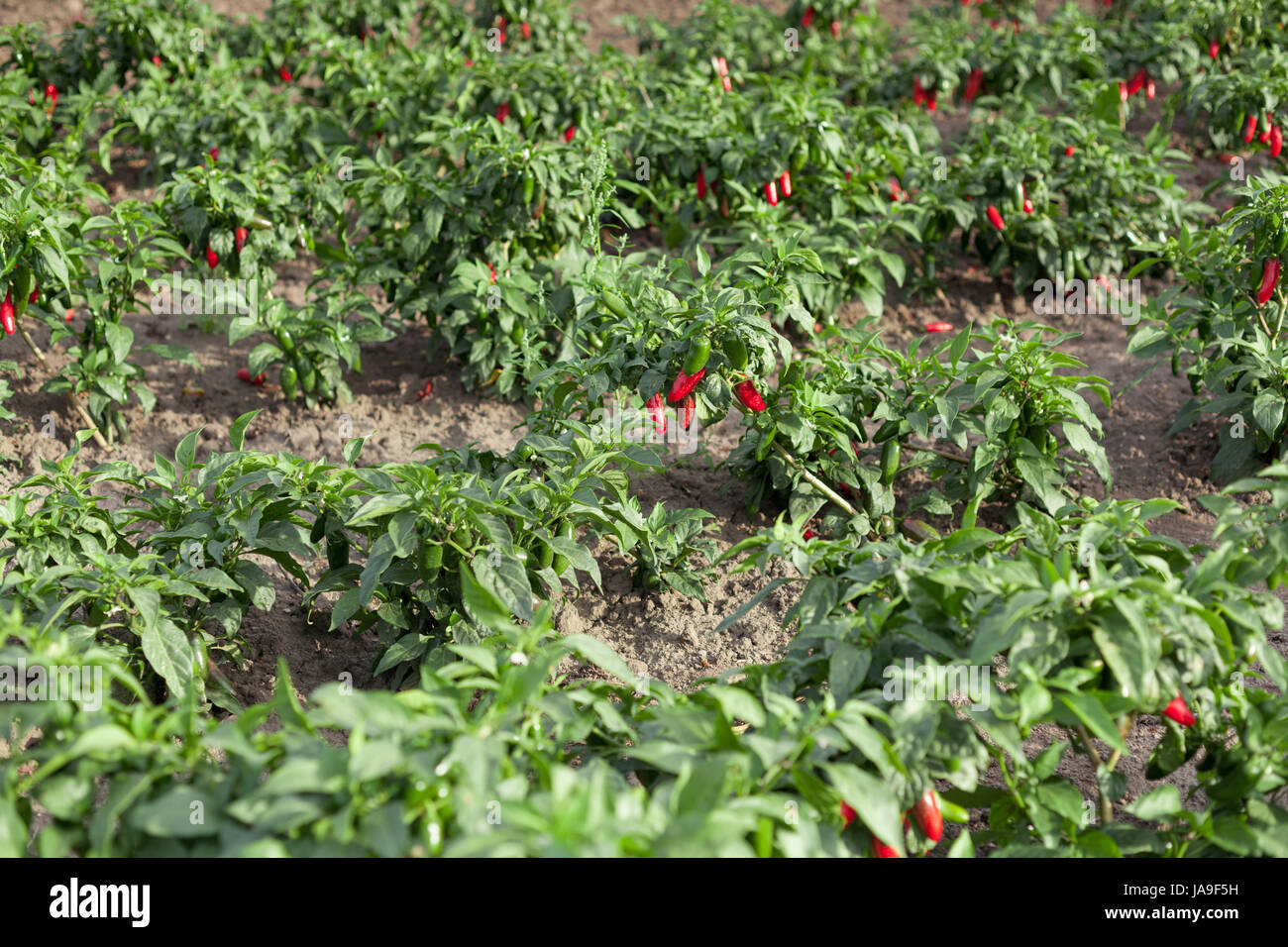 spice, agriculture, farming, field, vegetable, chilli, chili, plant ...