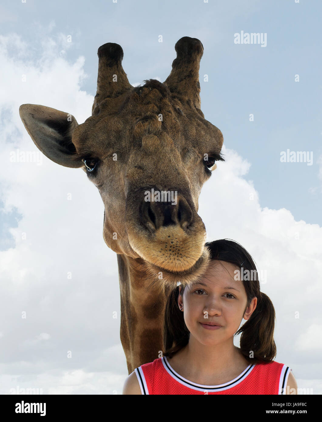 Giraffe and human hi-res stock photography and images - Alamy