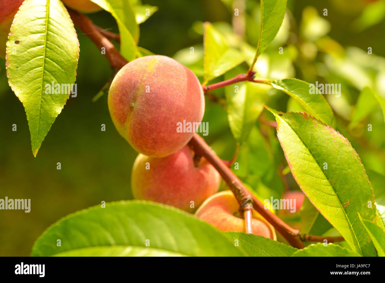 orange, food, aliment, fruit, dessert, backdrop, background, red ...