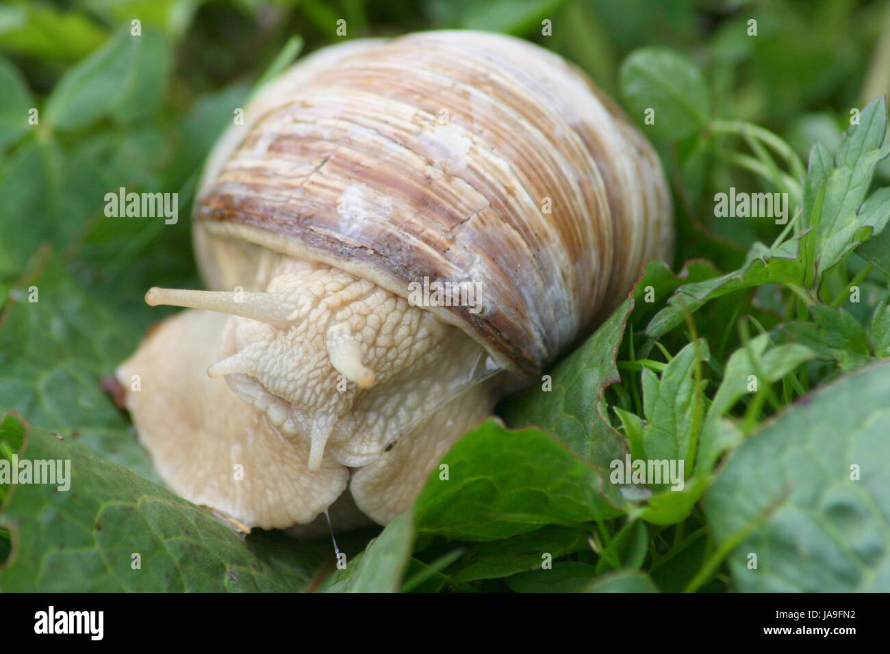 spiral, snail, edible snail, snail shell, mollusc, spiral, snail ...