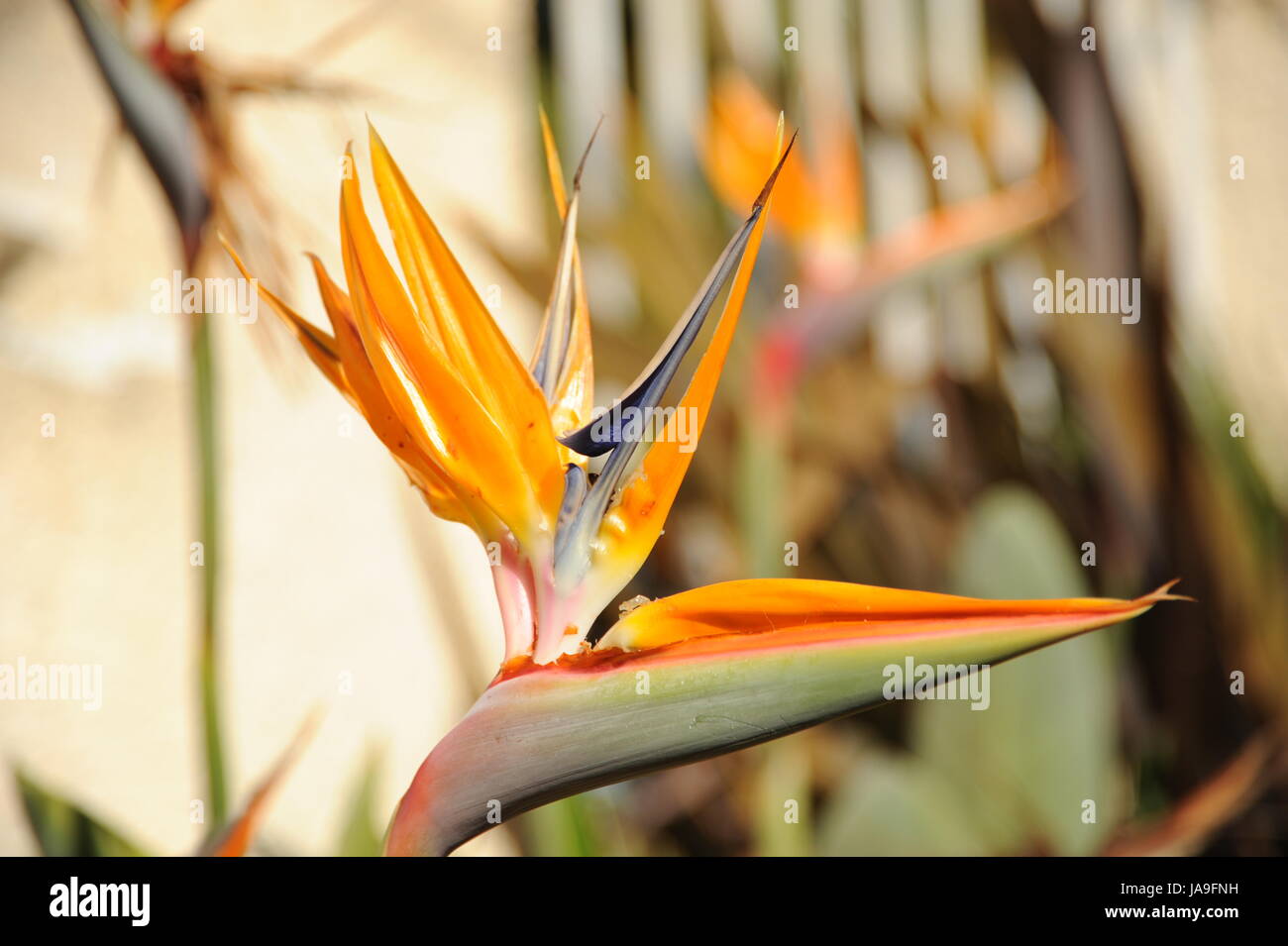 strelitzie, strelitzien, strelitziengewchse, strelitziaceae ...