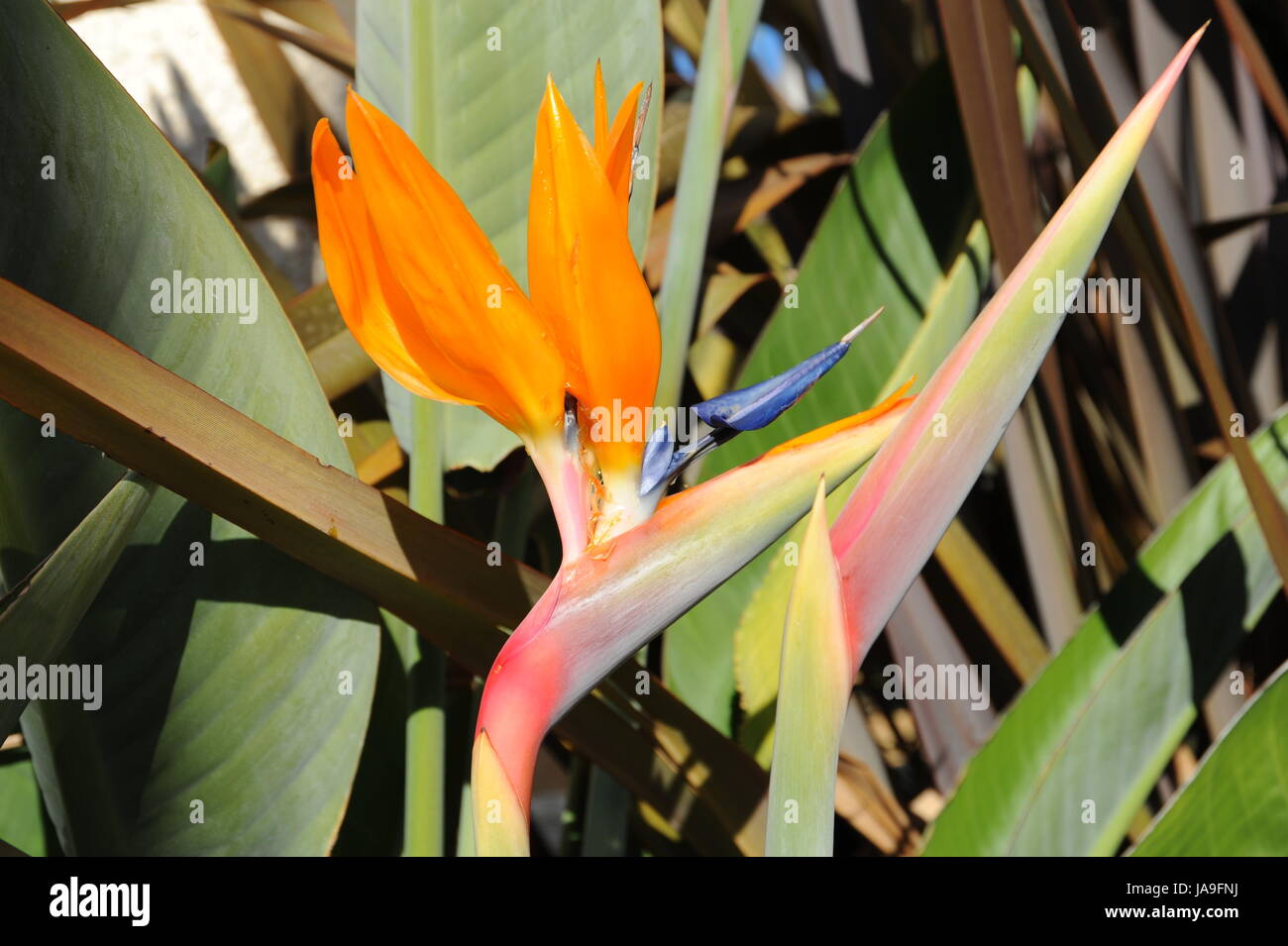 strelitzie, strelitzien, strelitziengewchse, strelitziaceae ...