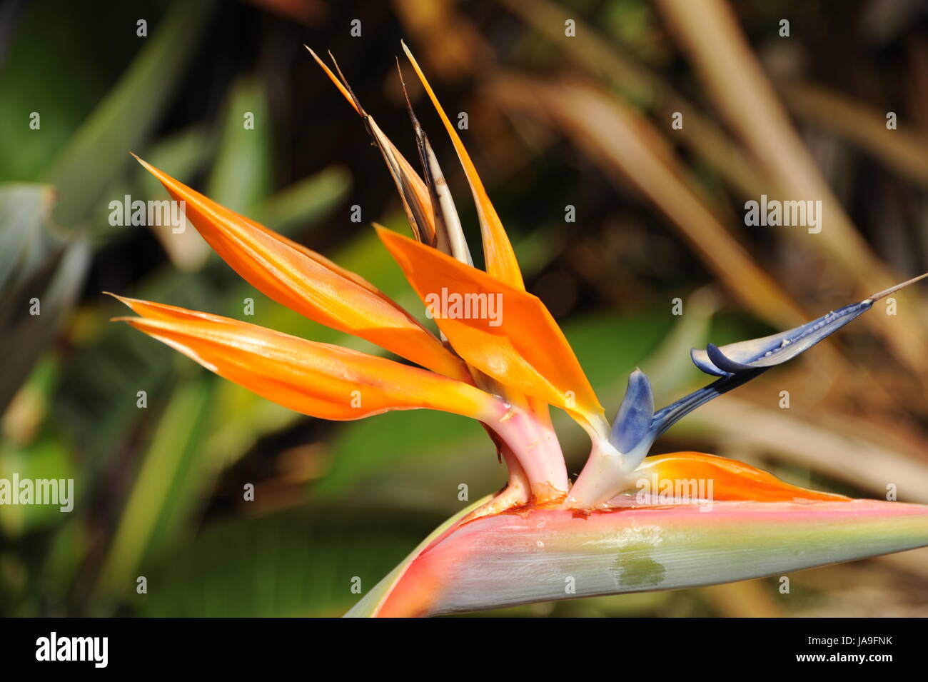 strelitzie, strelitzien, strelitziengewchse, strelitziaceae ...