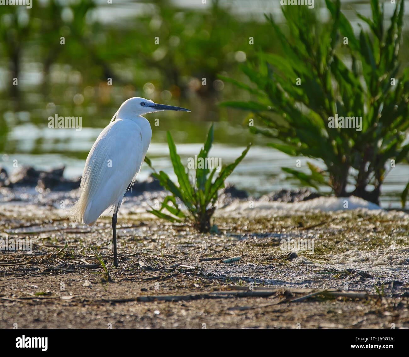 Little egret (Egretta garzetta) in a swamp, resting Stock Photo - Alamy
