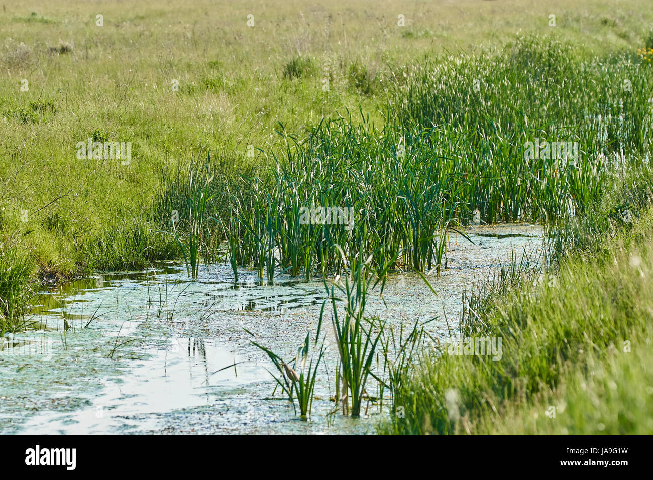 Landscape with lake and vegetation in a summer day Stock Photo - Alamy