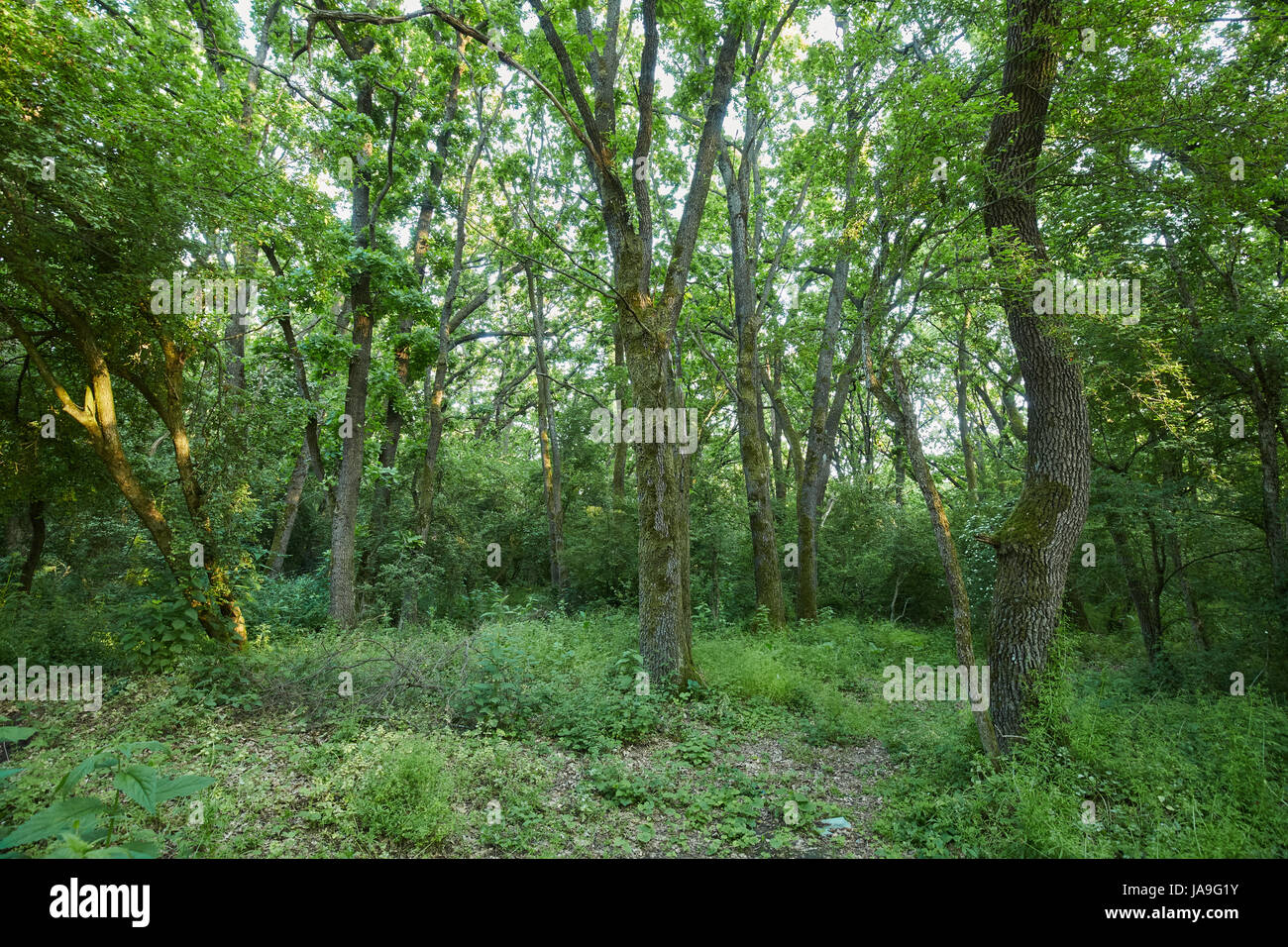 Landscape with forest of big old oak trees Stock Photo - Alamy