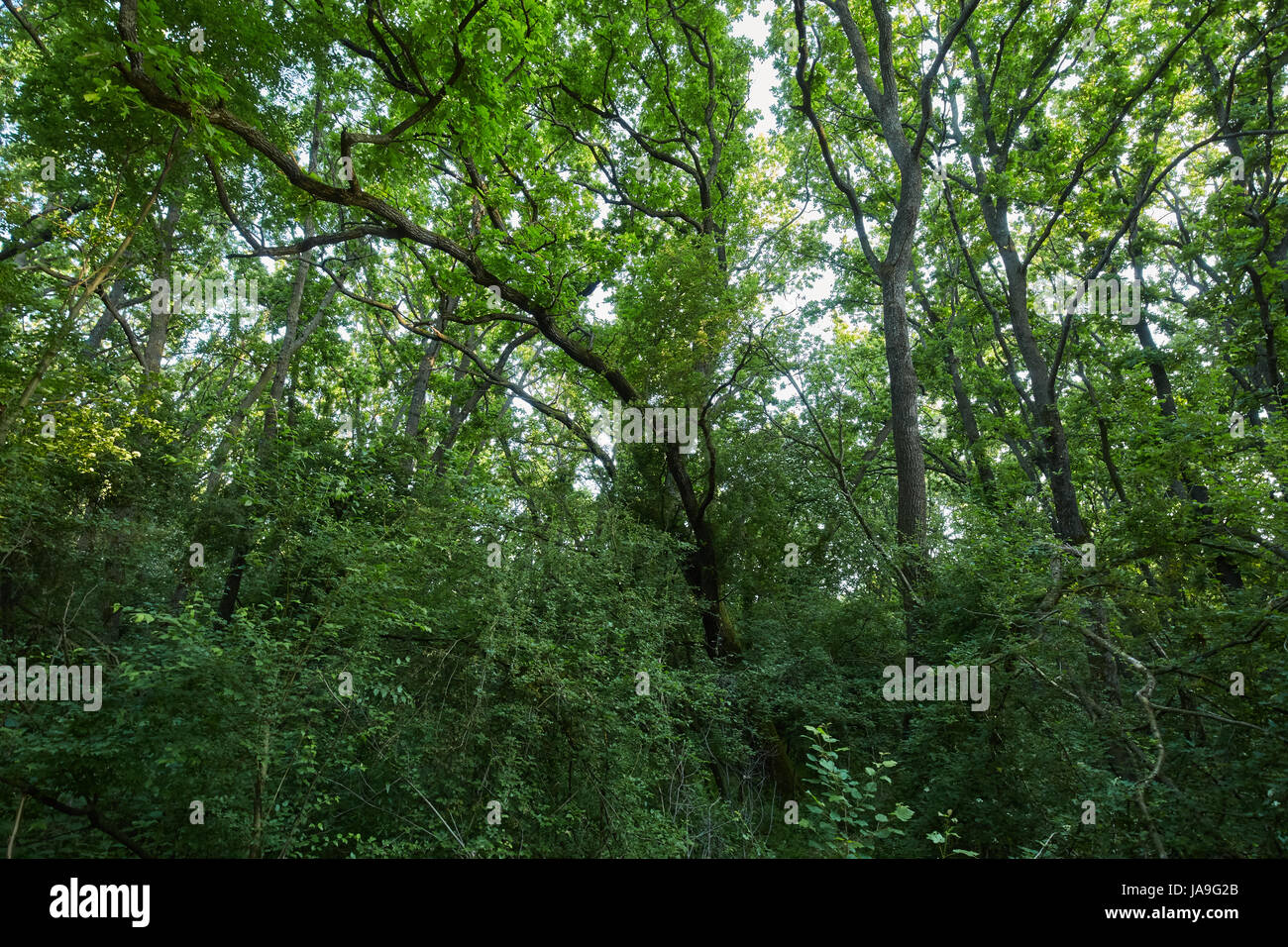 Landscape with forest of big old oak trees Stock Photo - Alamy