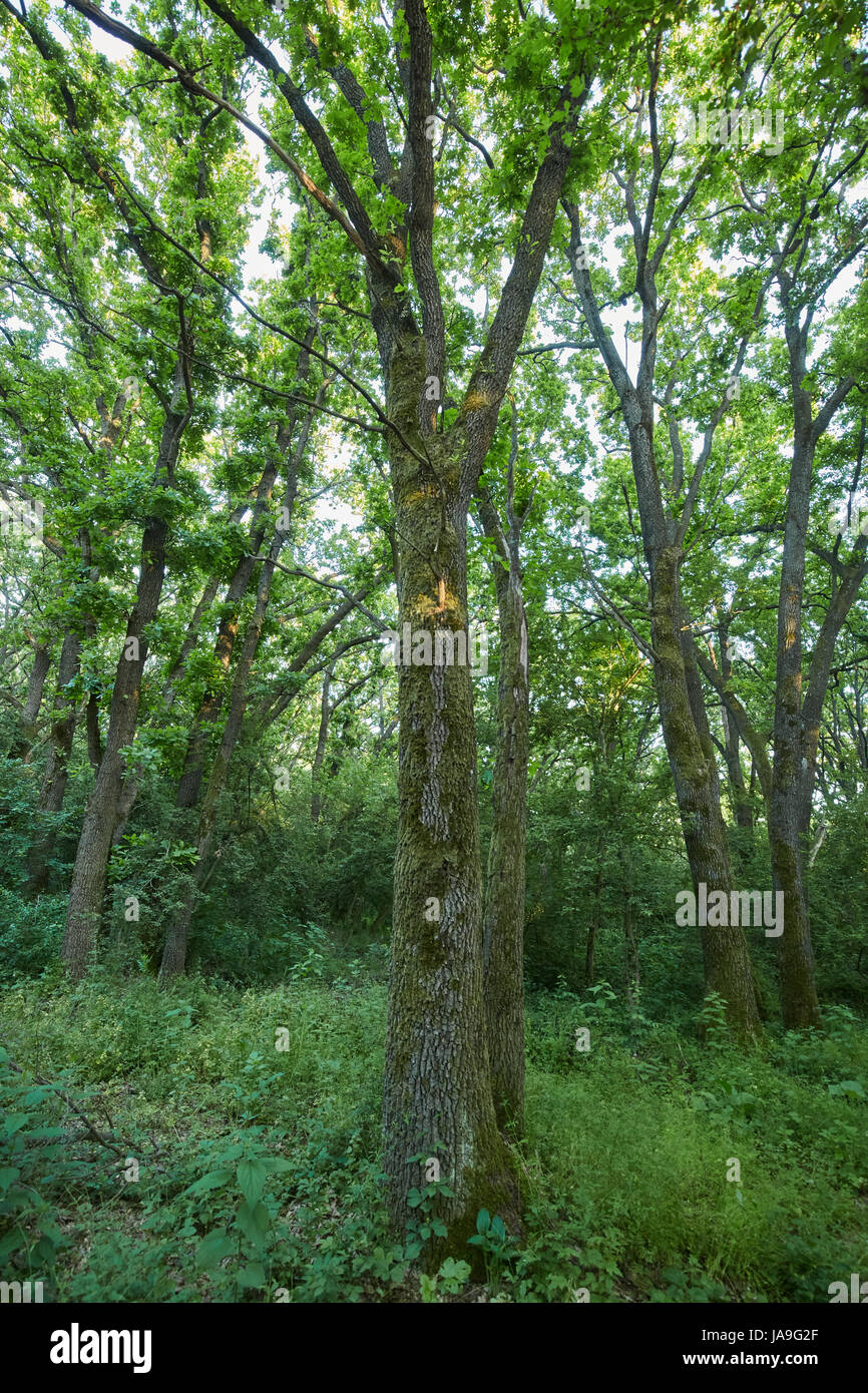 Landscape with forest of big old oak trees Stock Photo - Alamy