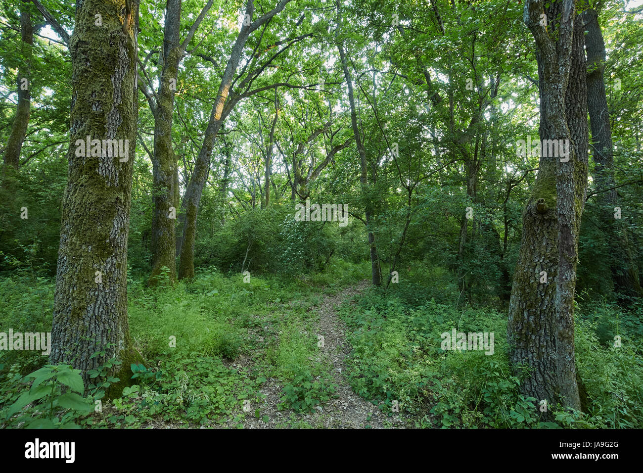 Landscape with forest of big old oak trees Stock Photo - Alamy