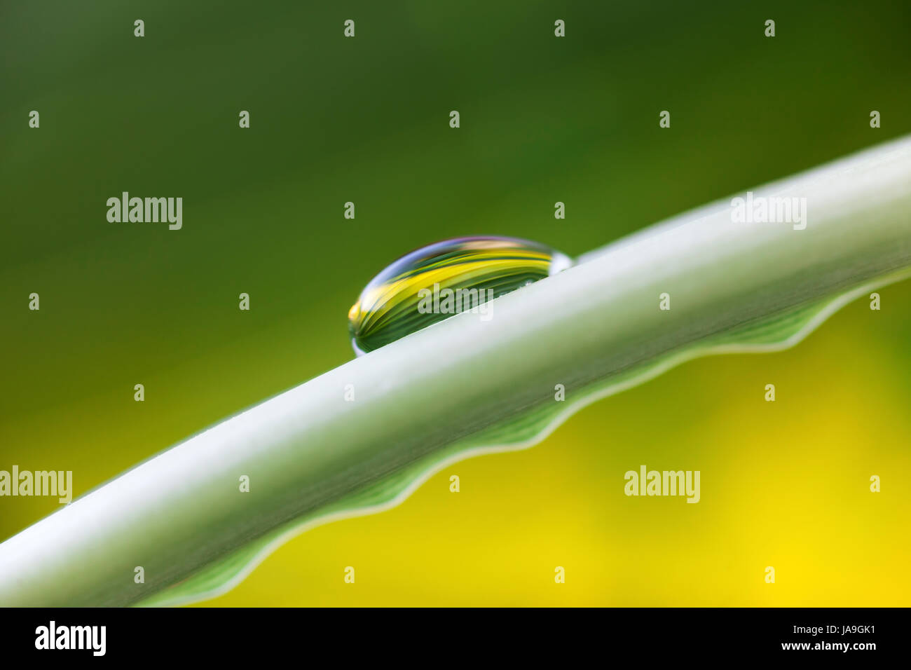 garden, raindrop, dewdrop, gardens, water drop, waterdrop, water ...
