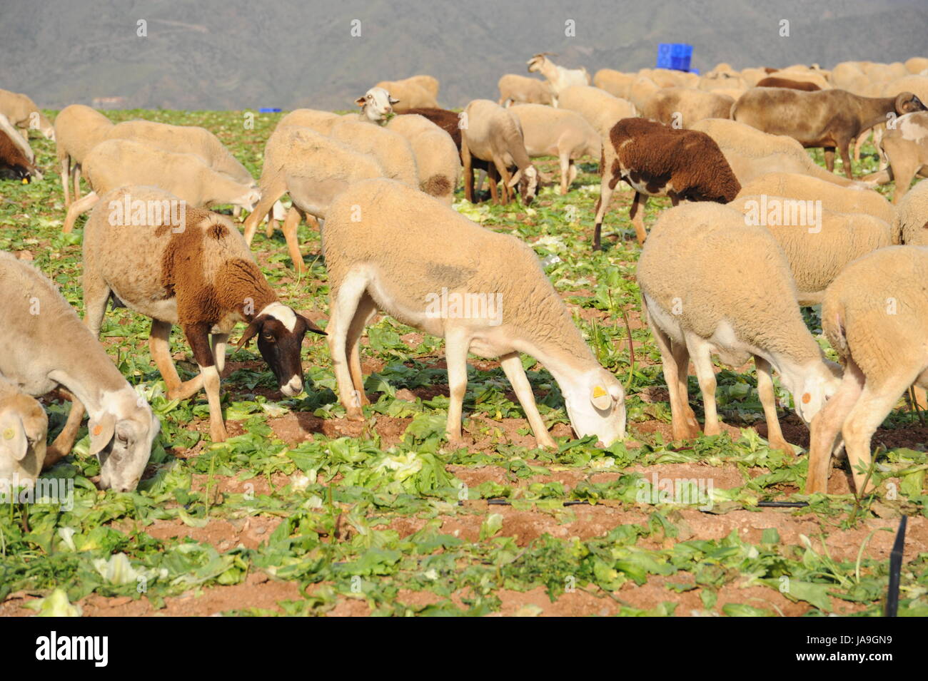 grazing sheep on pasture Stock Photo - Alamy