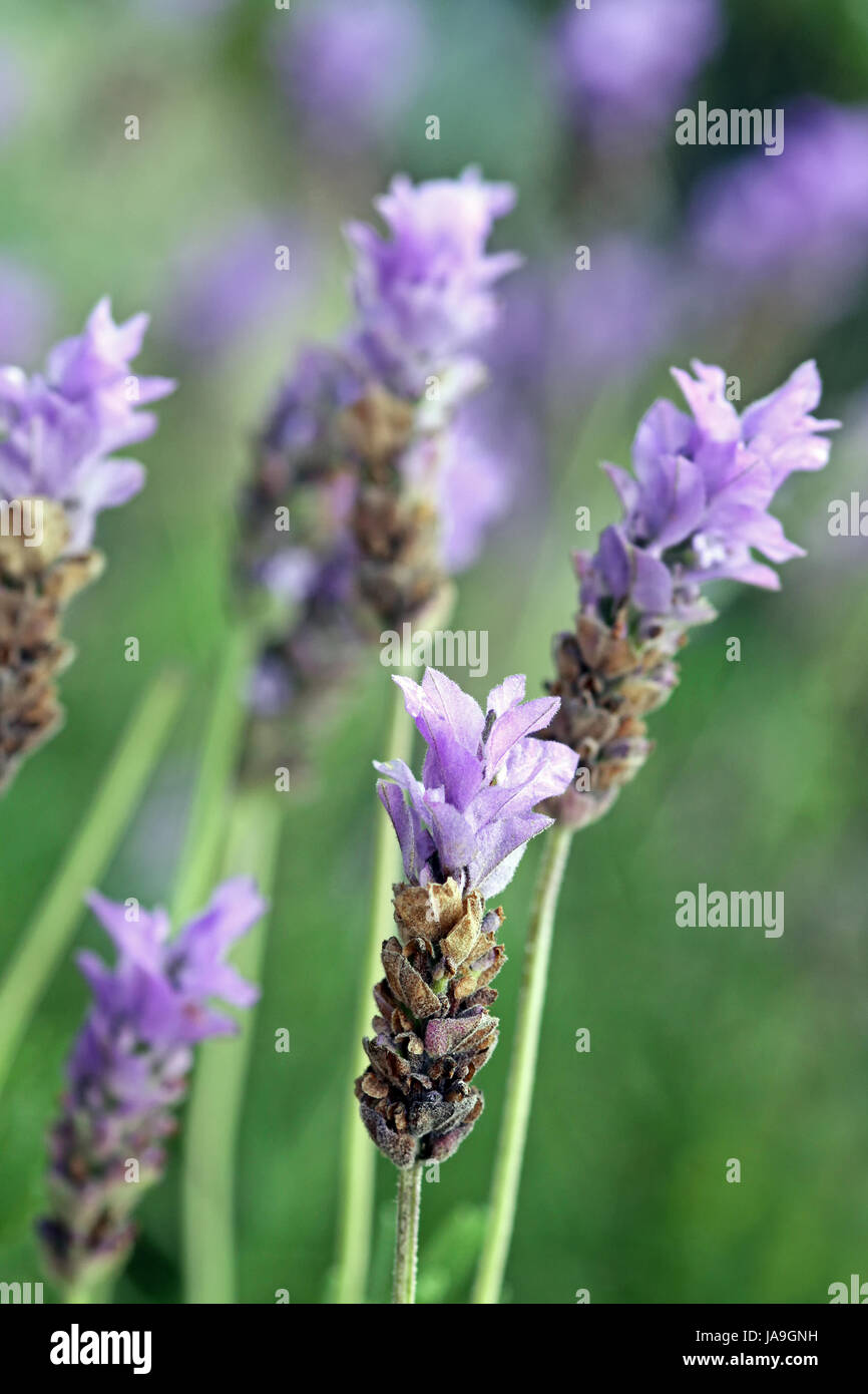 lavender lavandula dentata tooth Stock Photo - Alamy