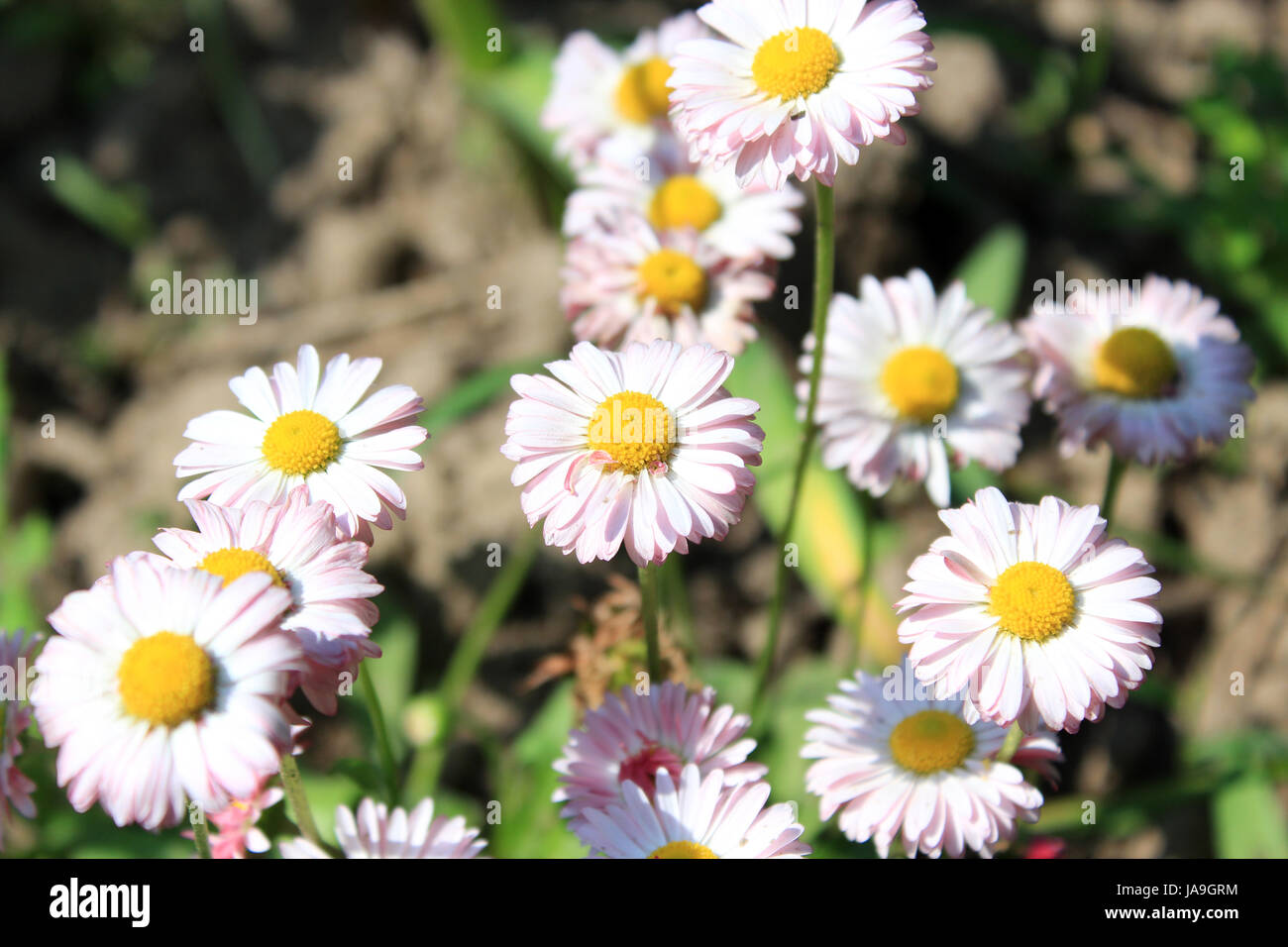 flower, plant, petal, pestle, daisy, gentle, meadow, white, pink ...