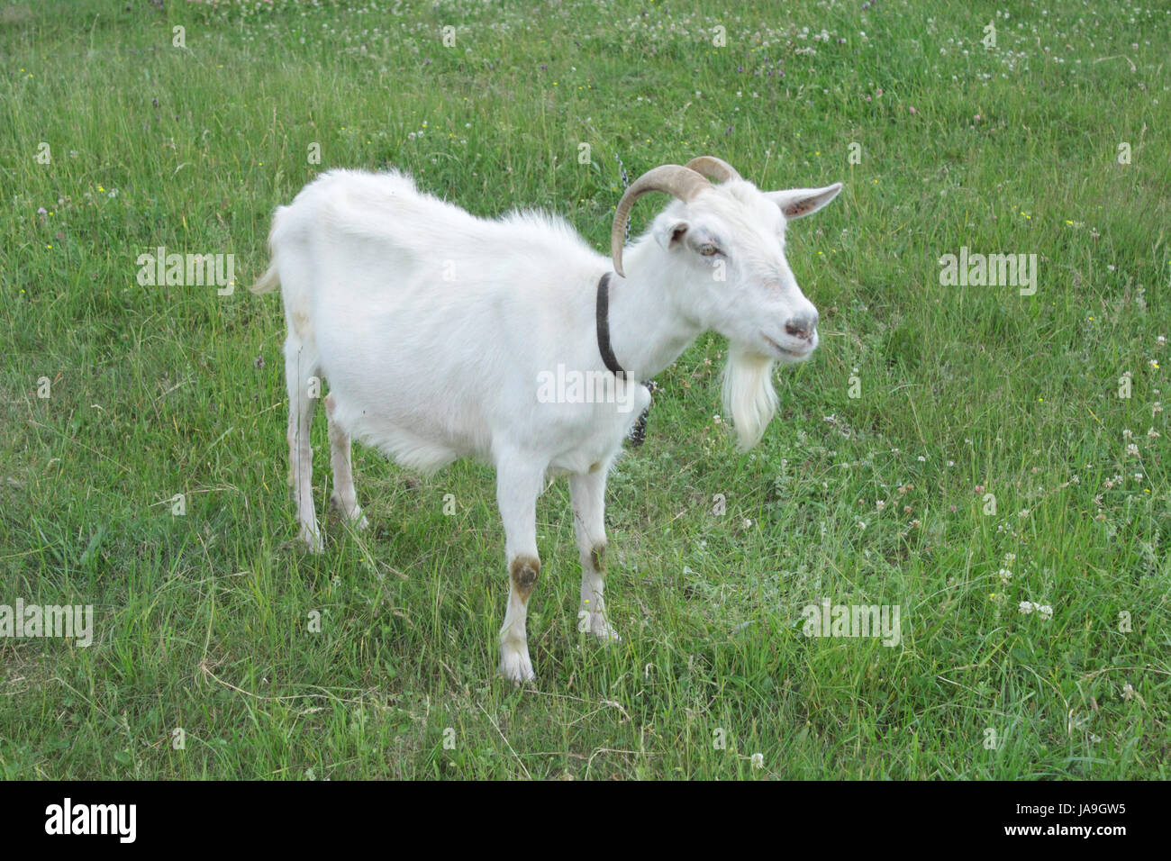 greenland, goat, standing, pasture, holiday, vacation, holidays ...