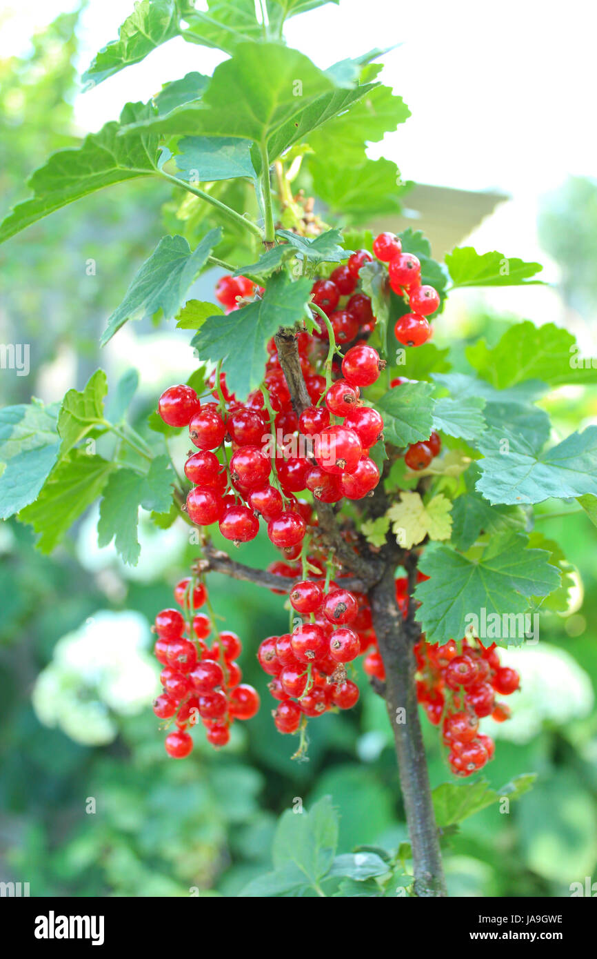 Cluster hand hi-res stock photography and images - Alamy