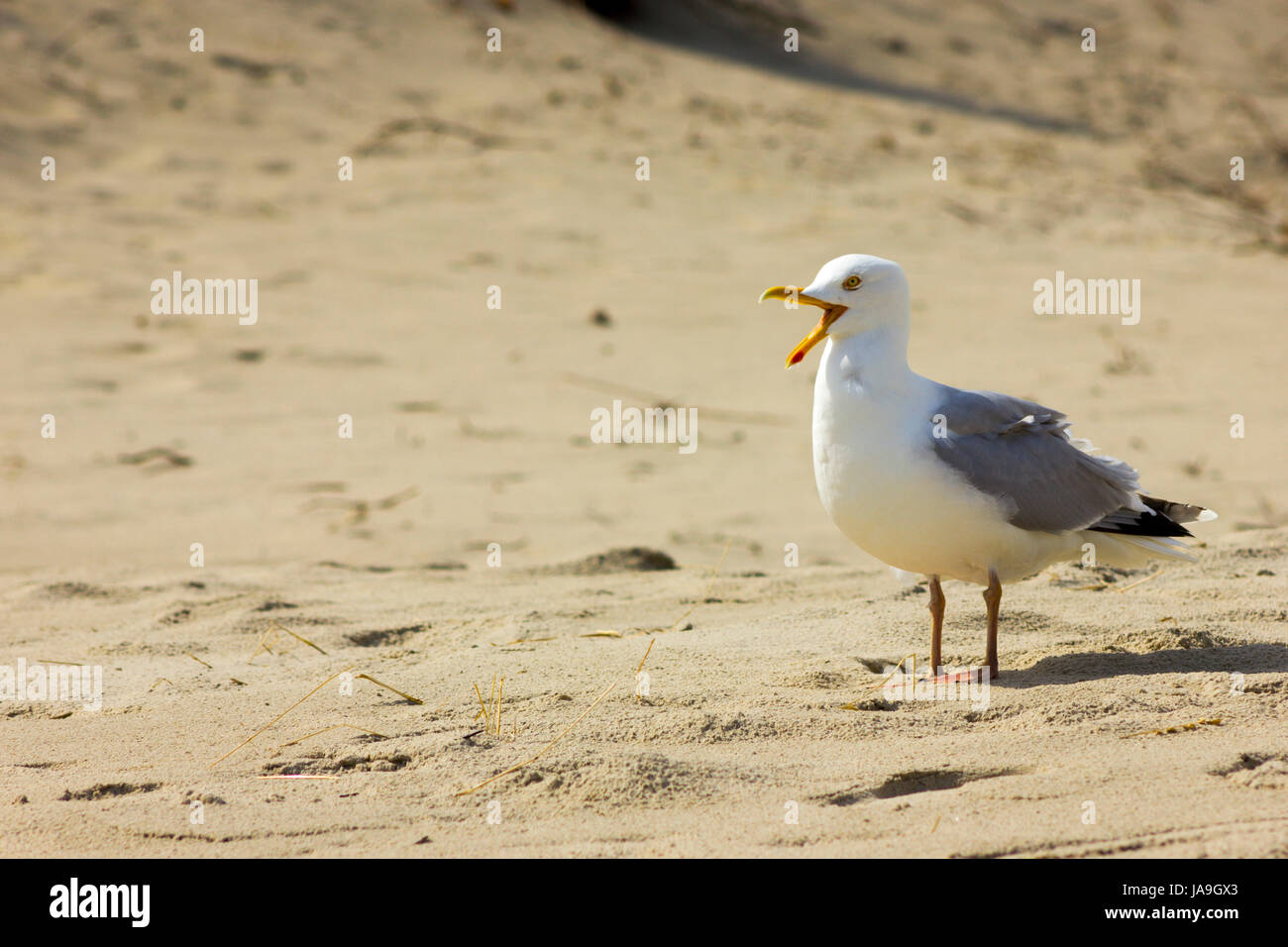 beach, seaside, the beach, seashore, salt water, sea, ocean, water, cry ...