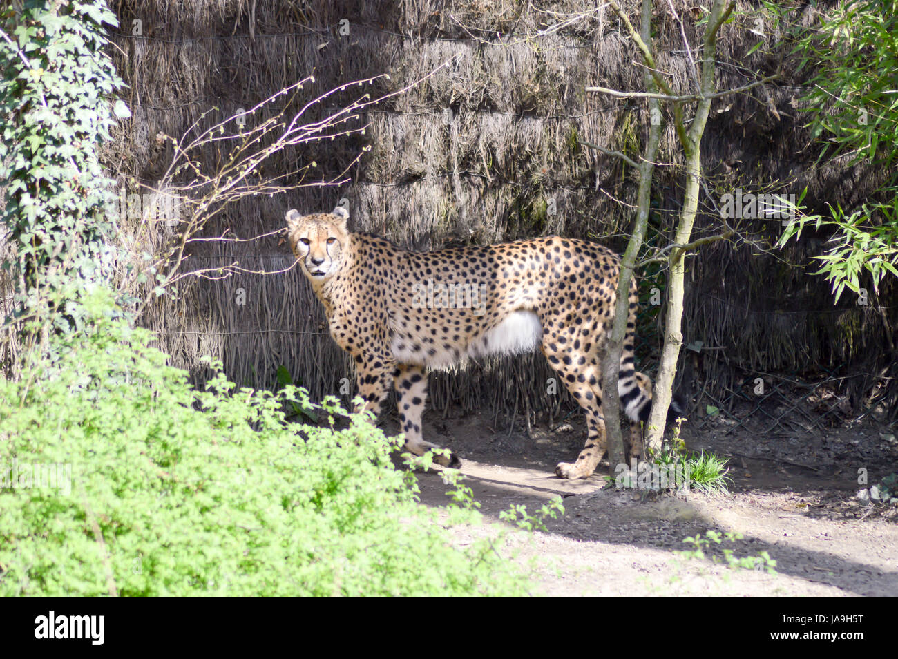 Leopard with a straight look in an animal park in France Stock Photo ...