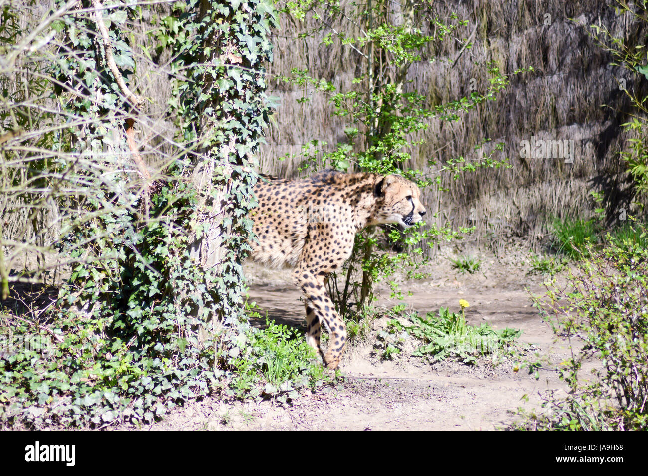 Leopard with a straight look in an animal park in France Stock Photo ...
