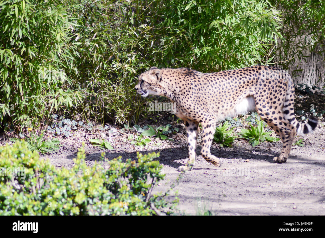 Leopard with a straight look in an animal park in France Stock Photo ...