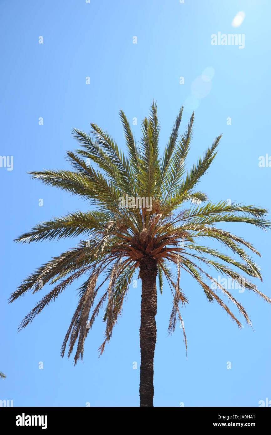 spain - date palm Stock Photo - Alamy