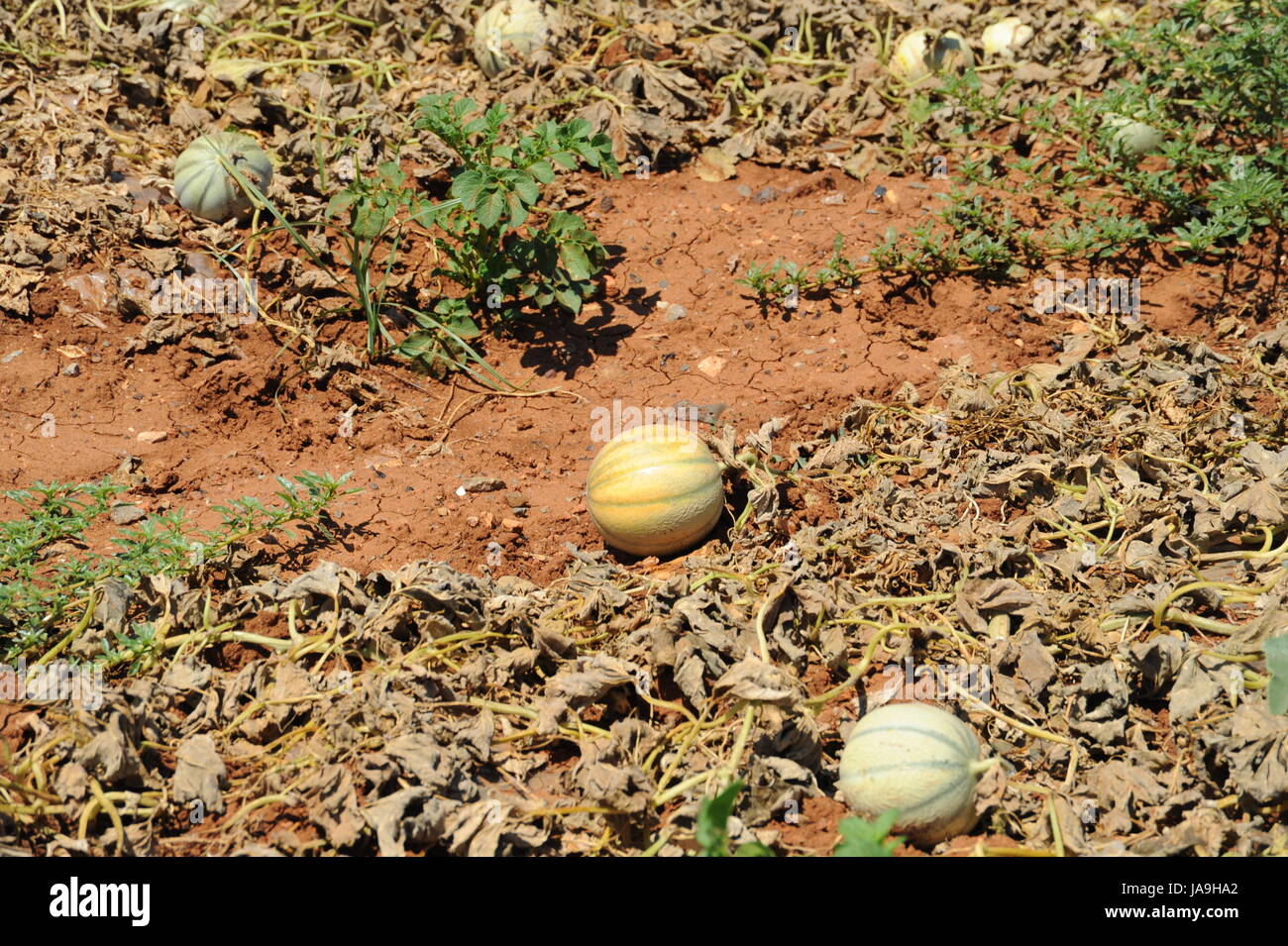 melon - field Stock Photo - Alamy