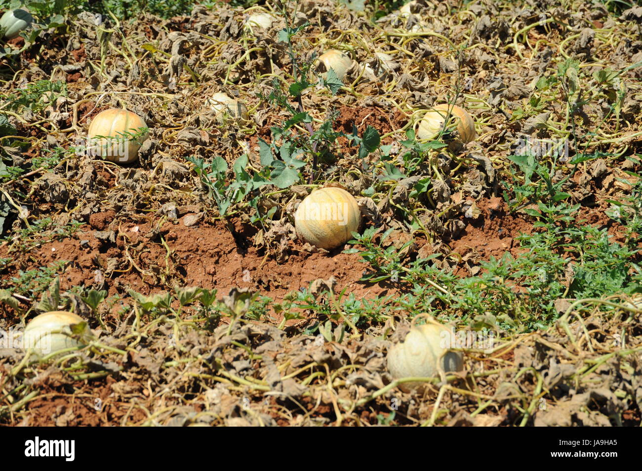 melon - field Stock Photo - Alamy