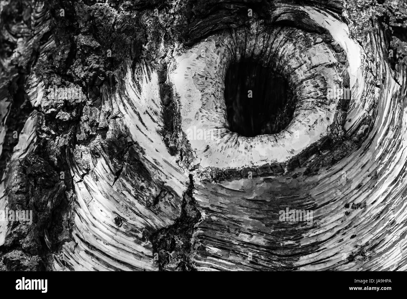 Knothole tree Black and White Stock Photos & Images - Alamy