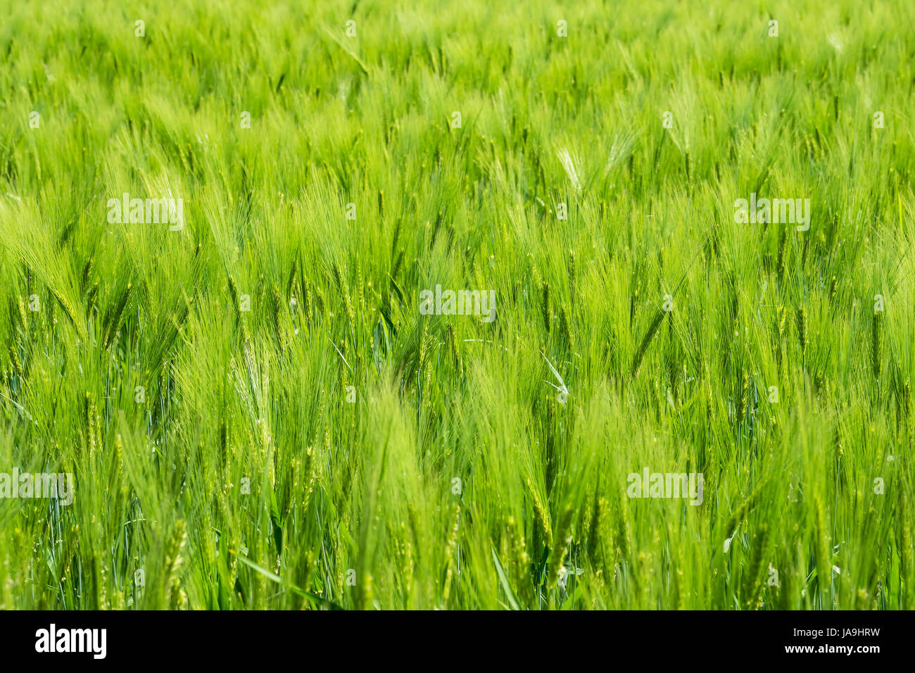 A green grain field in spring time Stock Photo - Alamy