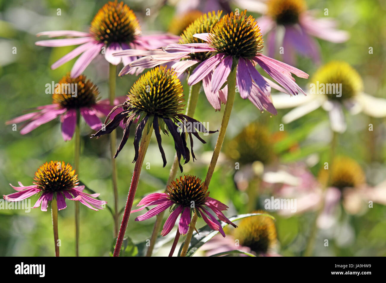 September septemberlicht hi-res stock photography and images - Alamy