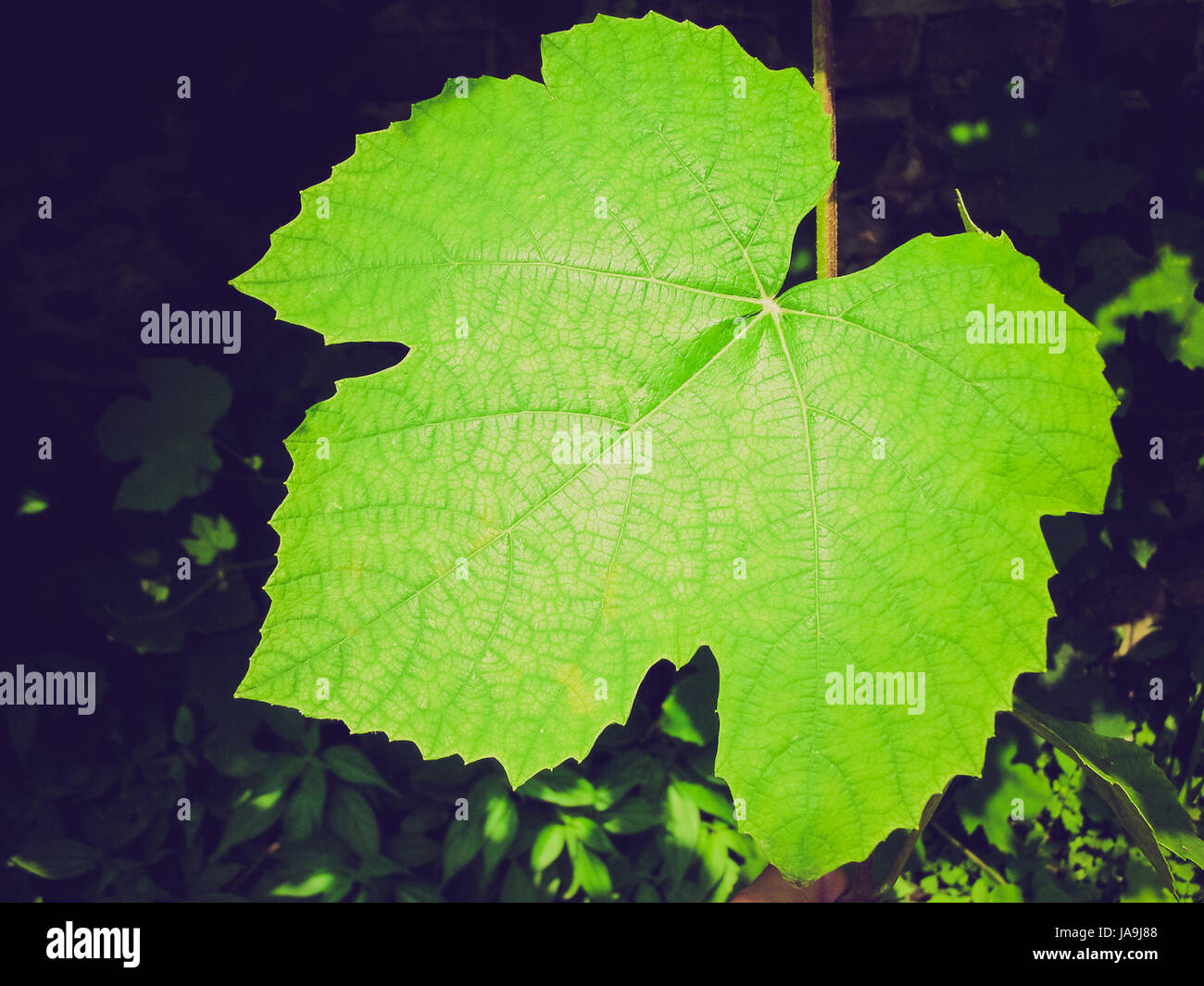 Vintage looking Vine vitis grapevine picture Stock Photo - Alamy